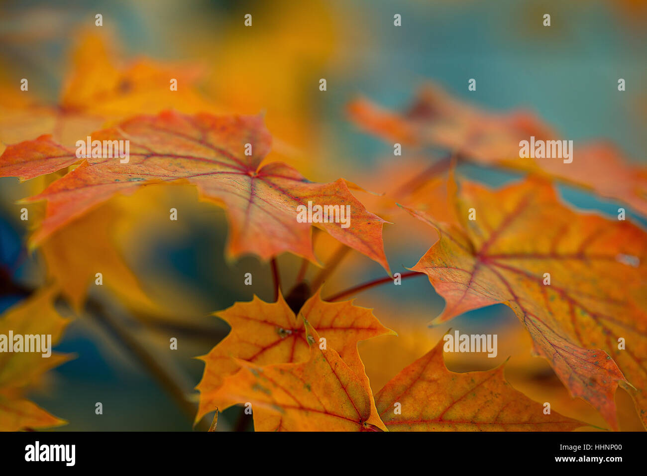 colorful autumn foliage Stock Photo - Alamy