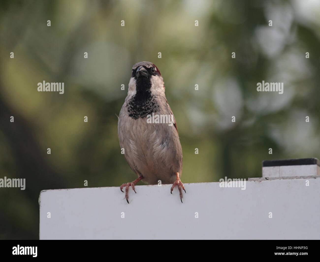 bird, animals, male, masculine, birds, sparrow, macro, close-up, macro ...