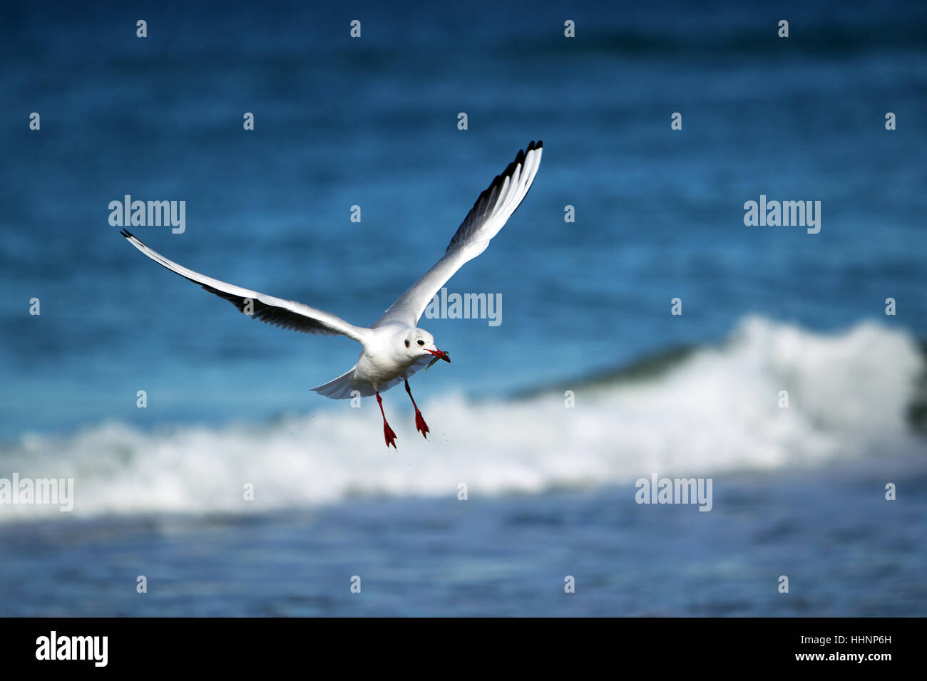 captured in black-headed gull plumage,fish Stock Photo - Alamy