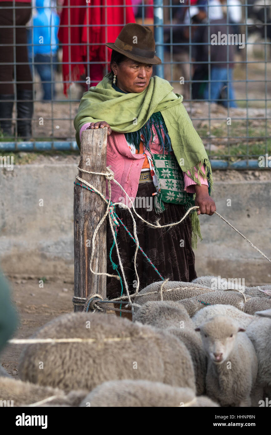 Indigenous sheep hi-res stock photography and images - Alamy