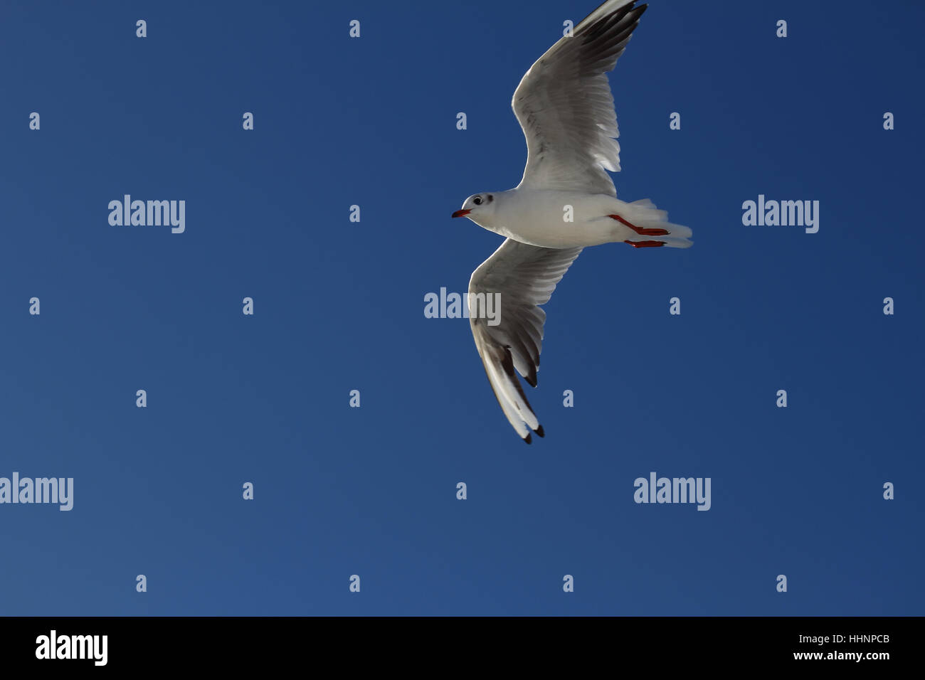 flight, bird, birds, sail, fly, flies, flys, flying, seagull, gull, air ...