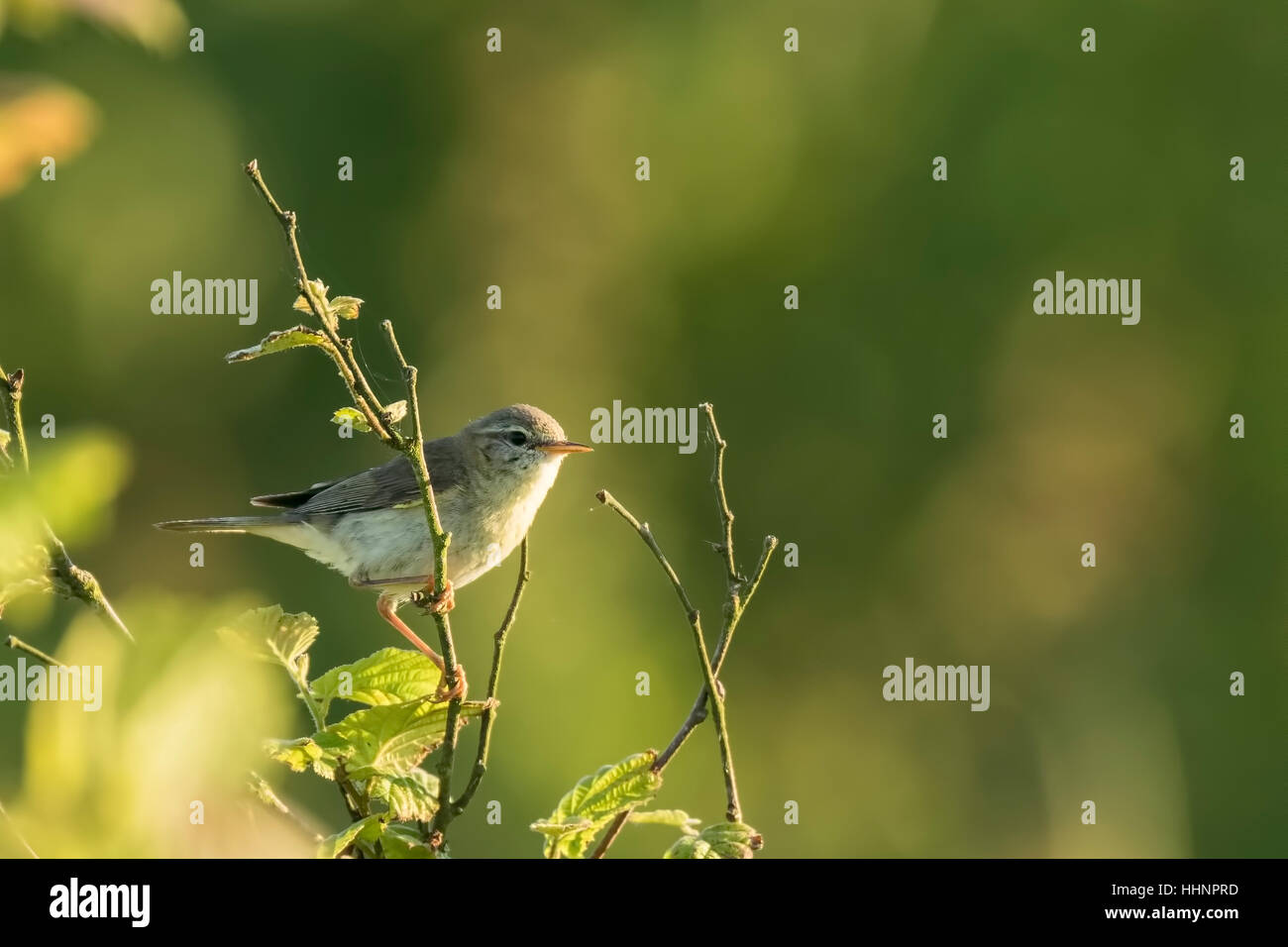Close-up of a Willow warbler bird, Phylloscopus trochilus, singing on a ...