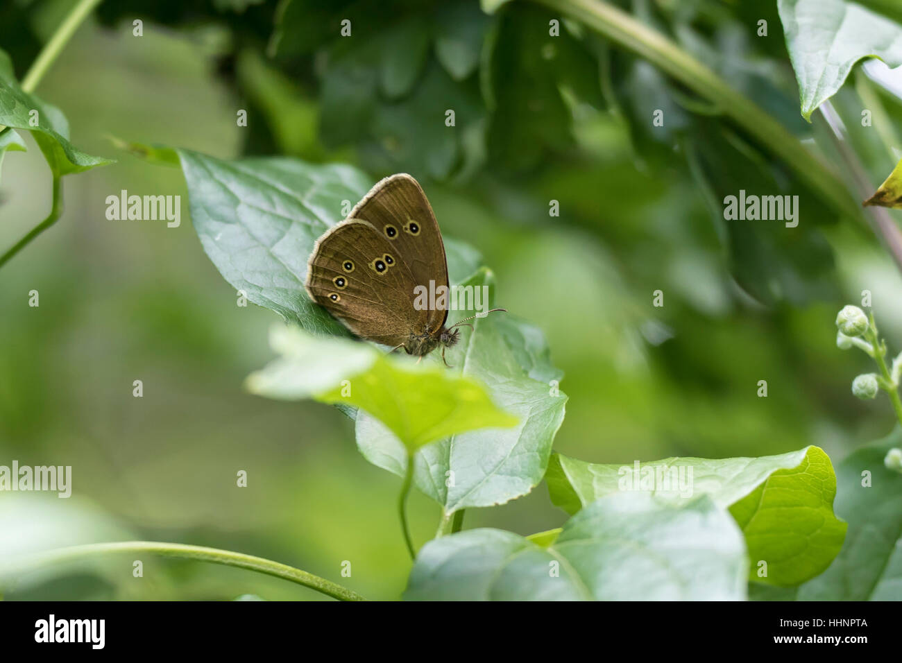 Close-up of a Ringlet butterfly (Aphantopus hyperantus) perched on a ...