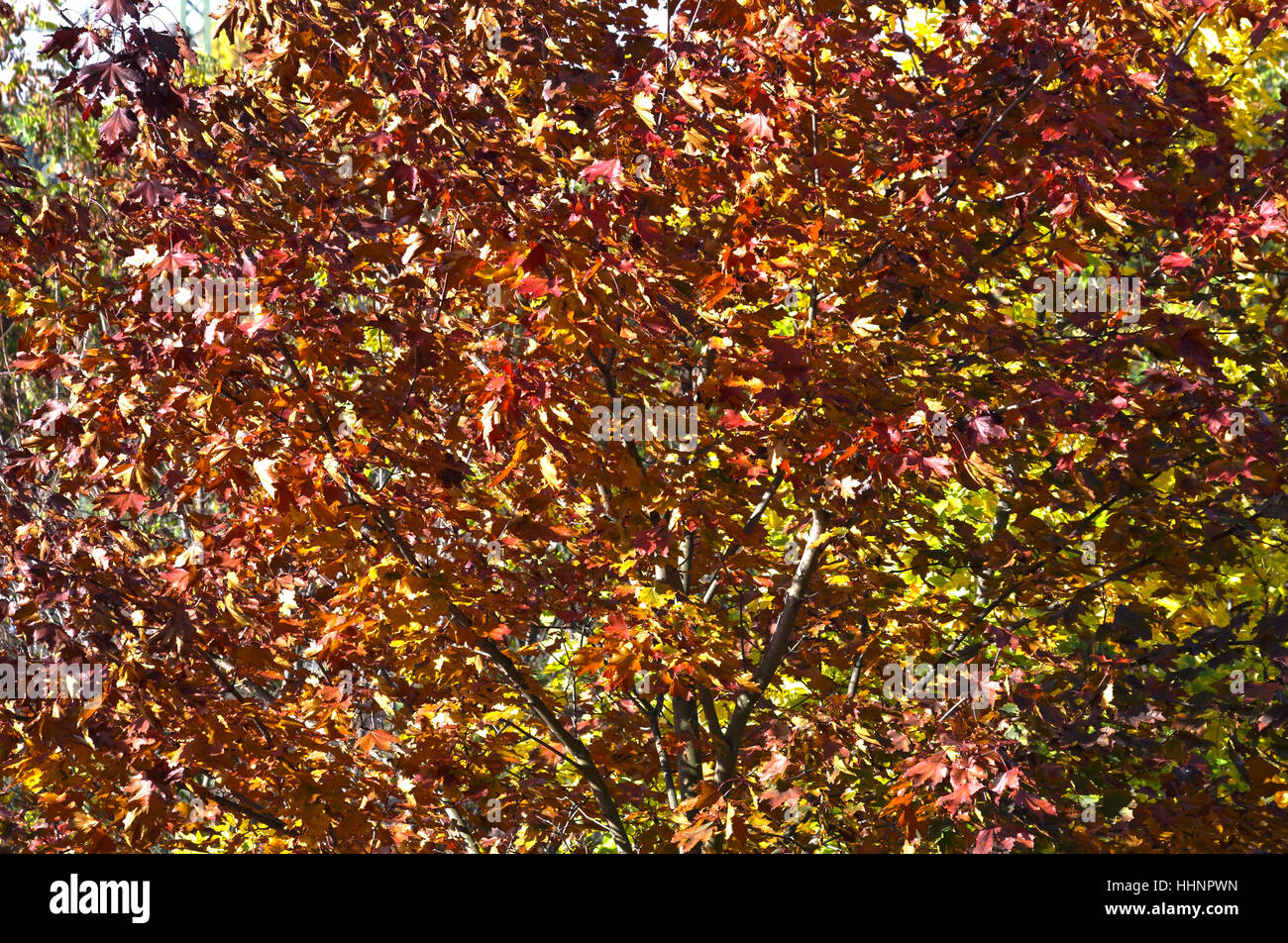 leaves, deciduous tree, seasons, yellow, foliage, trunk, fall, autumn ...