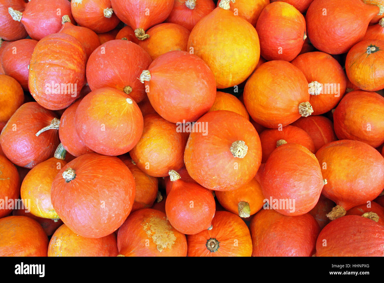 cucurbits, progenies, fruits, vegetable, cucurbits, cucurbit, maximums ...