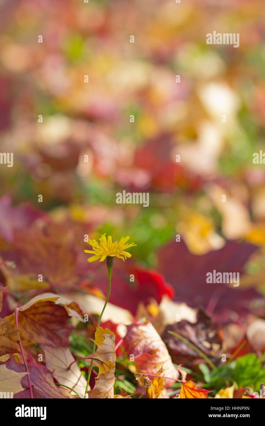 tree, leaves, dandelion, autumn foliage, october, foliage, fall, autumn ...