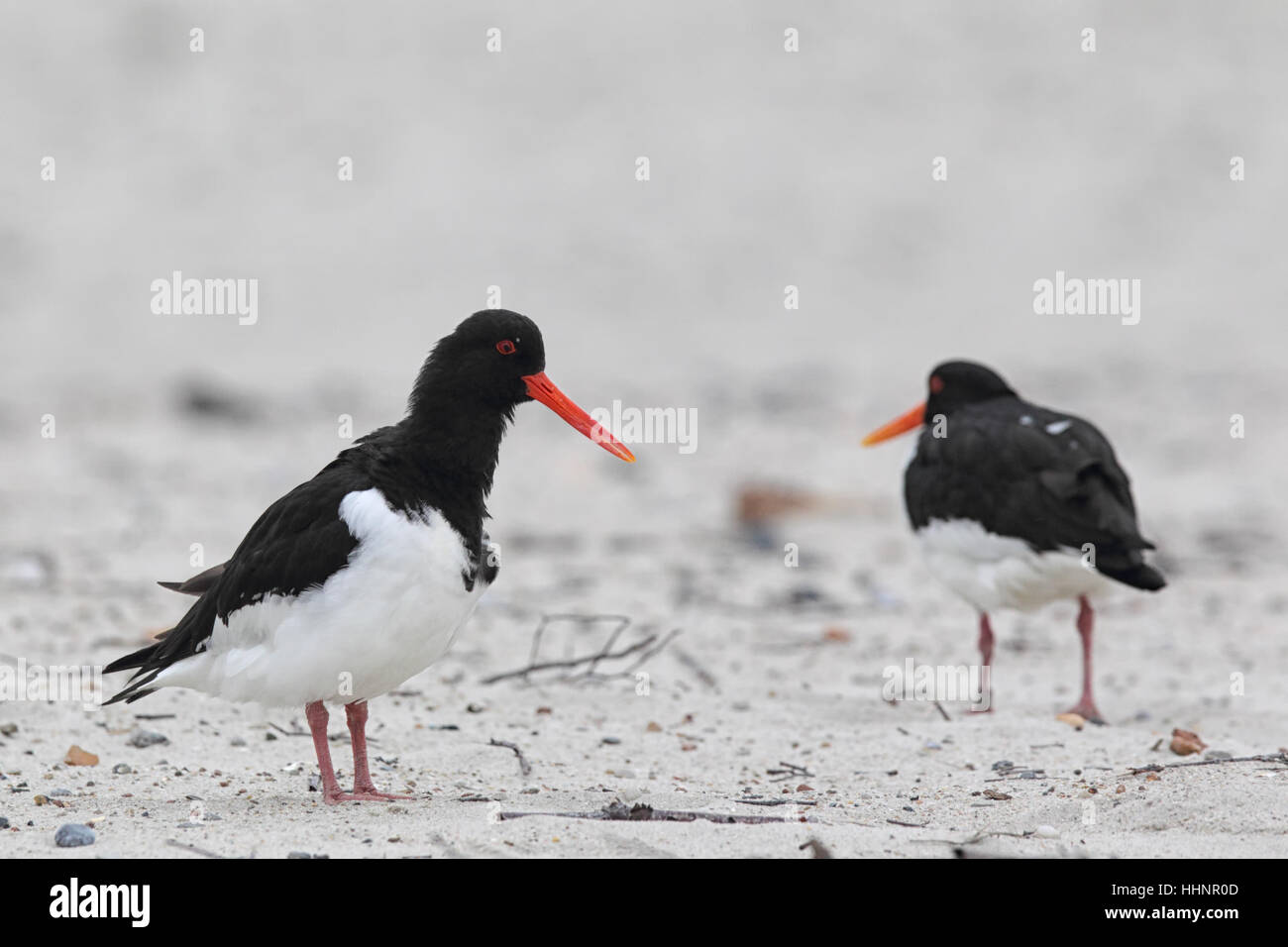 animal, bird, beach, seaside, the beach, seashore, birds, wildlife ...