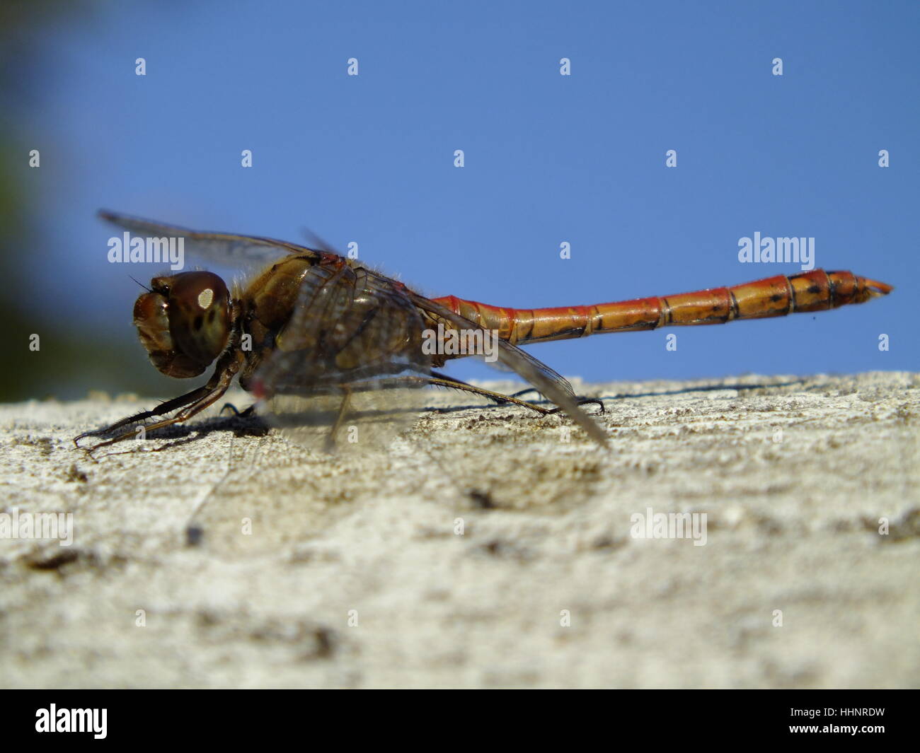 Intelligent insects hi-res stock photography and images - Alamy