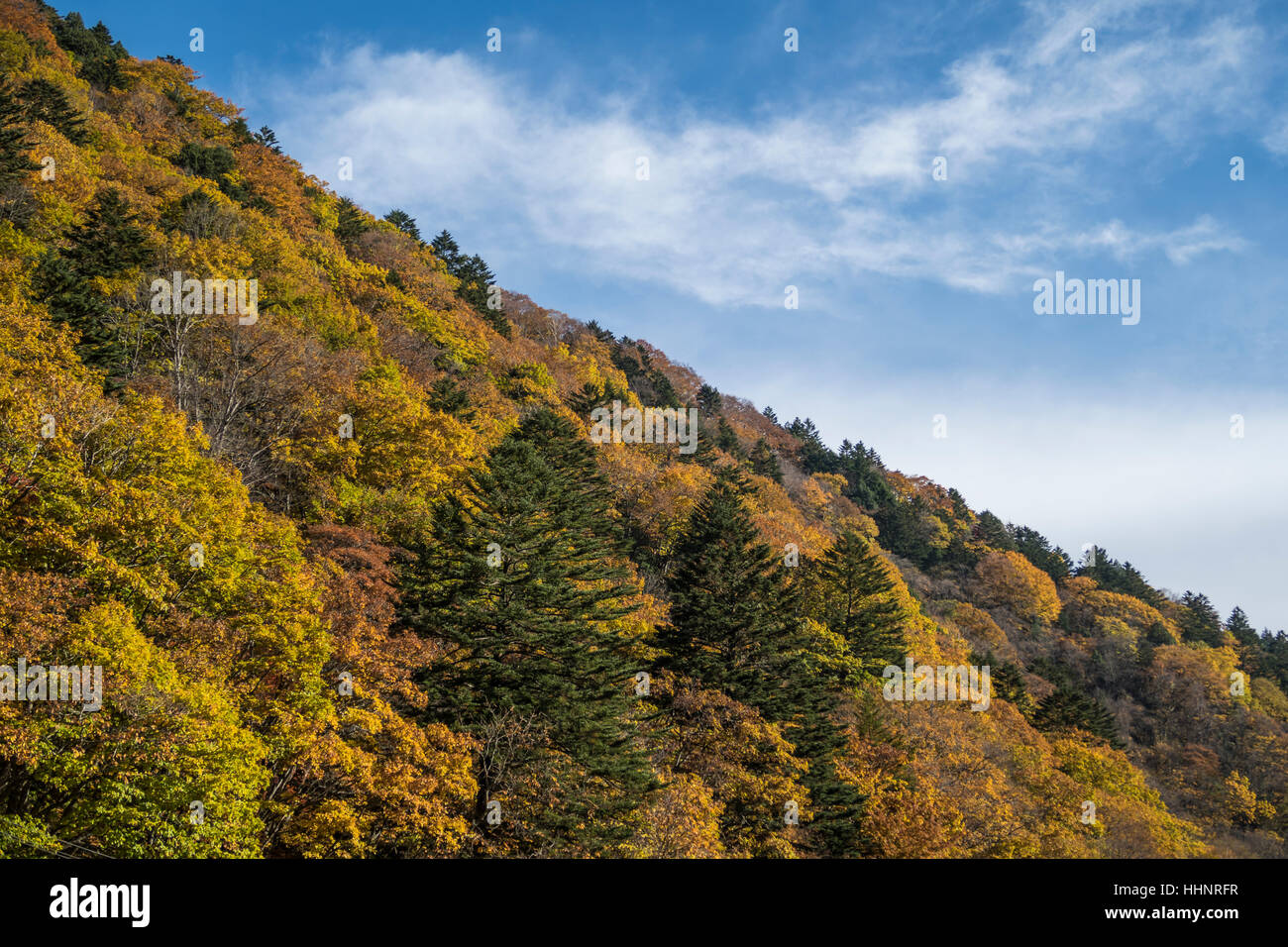 Autumn Leaves of Takayama, Gifu, Japan Stock Photo - Alamy