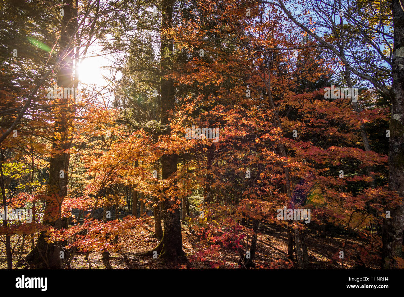 Autumn Leaves of Takayama, Gifu, Japan Stock Photo - Alamy