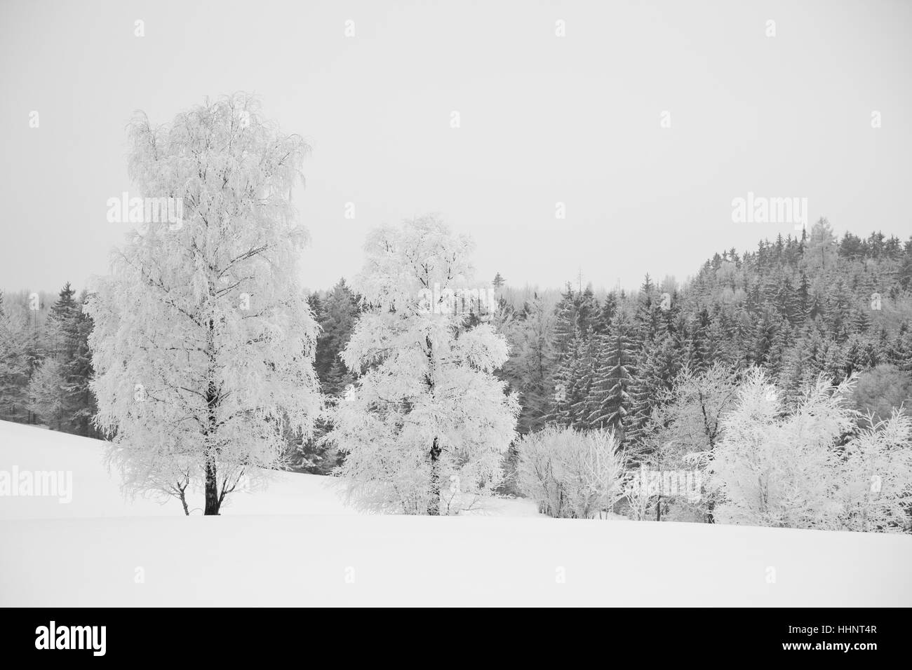 winter, birches, ice, seasons, birch, wintry, season, snow, tree, trees ...