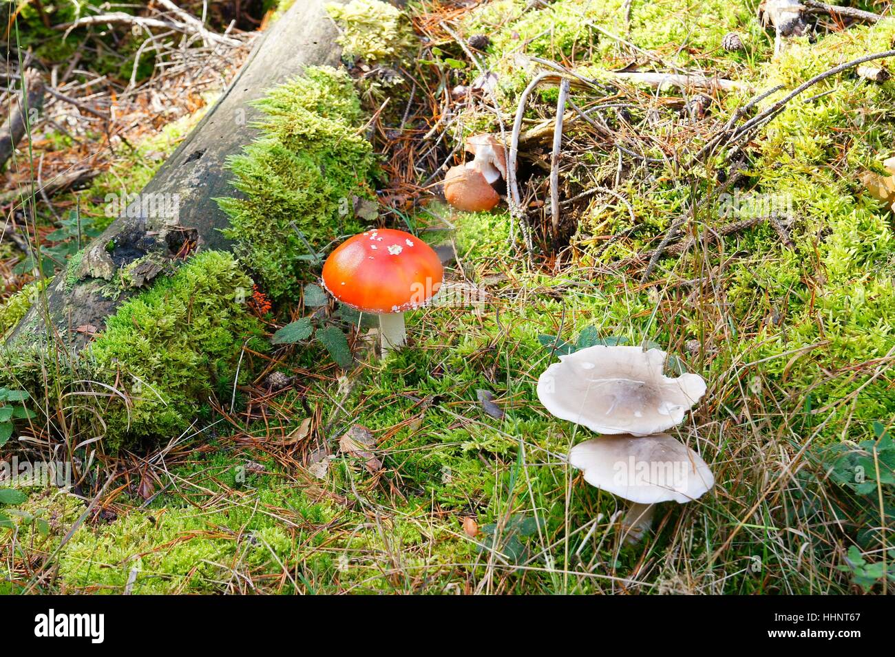 poisonous fly agaric (amanita muscaria Stock Photo - Alamy