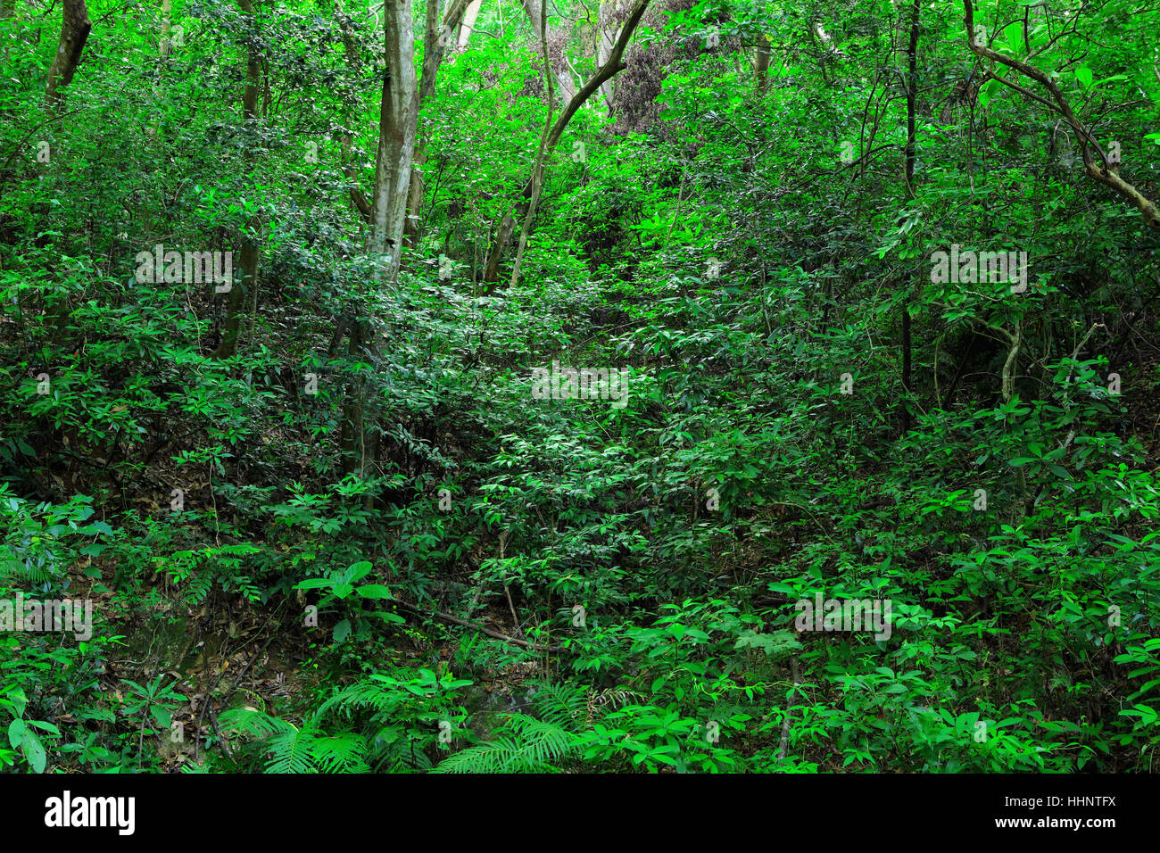 religious, tree, trees, sunbeams, sunlight, magnificence, woods, luxury ...