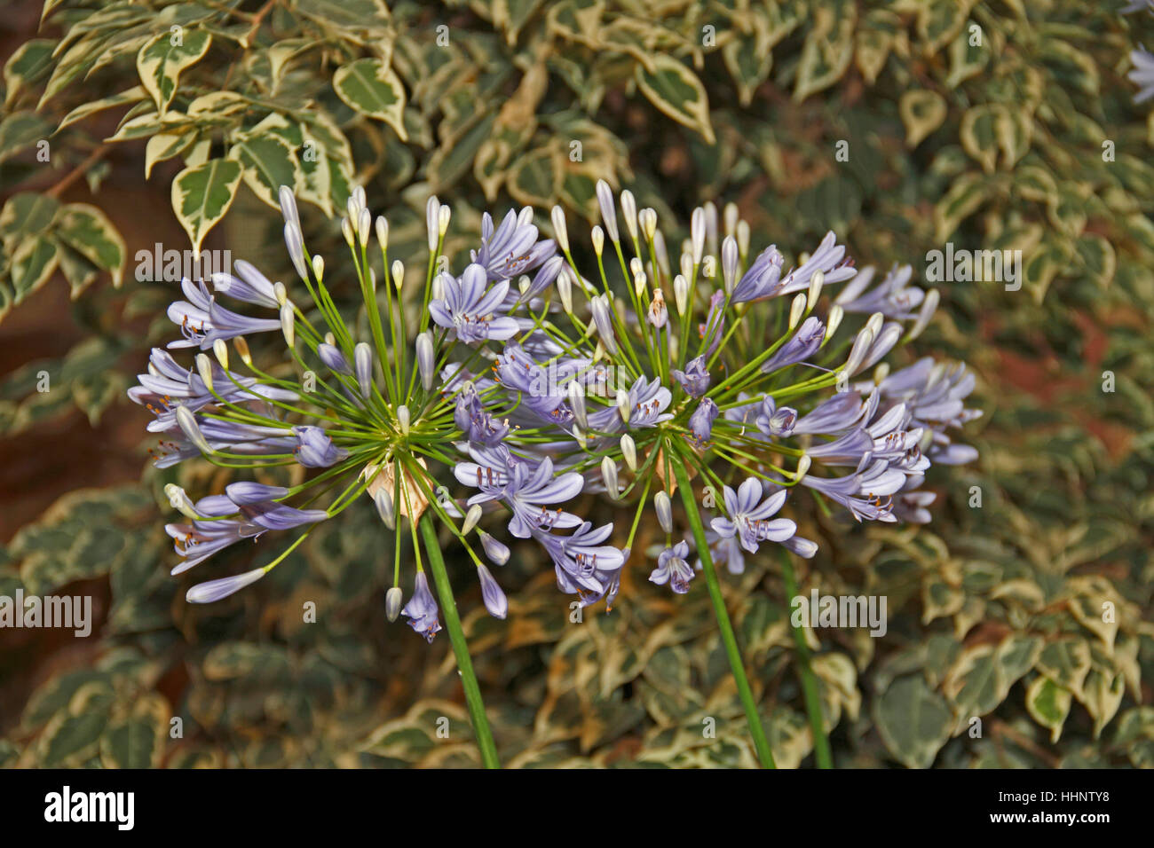 bloom, blossom, flourish, flourishing, tropical, colour, eye catcher ...