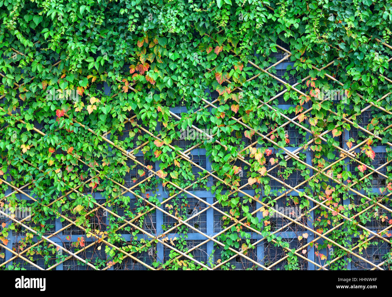 house, building, leaf, city, town, model, design, project, concept ...