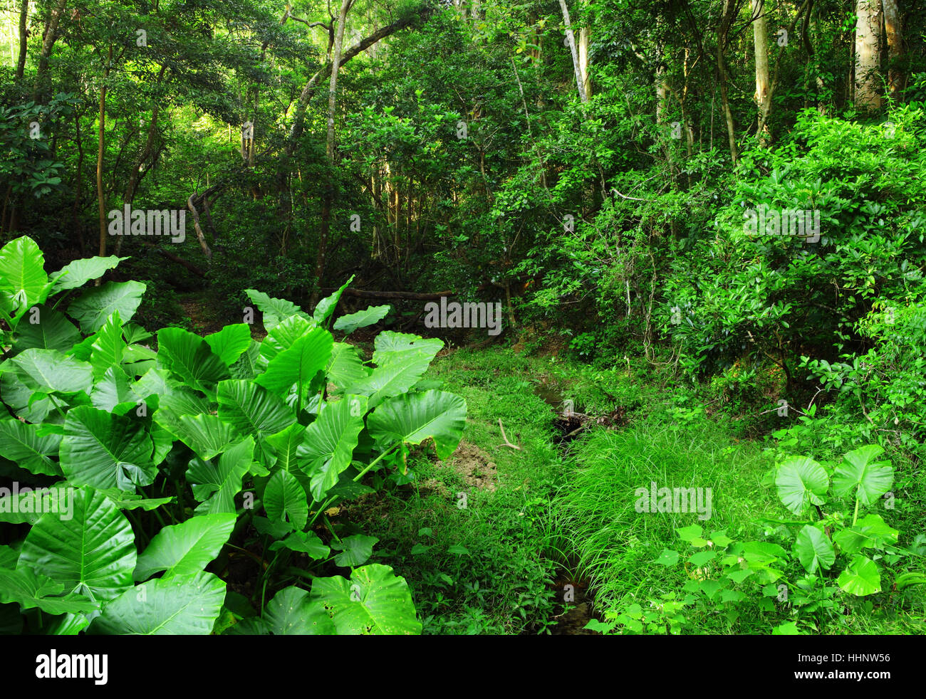 beautiful, beauteously, nice, leaf, environment, enviroment, colour ...