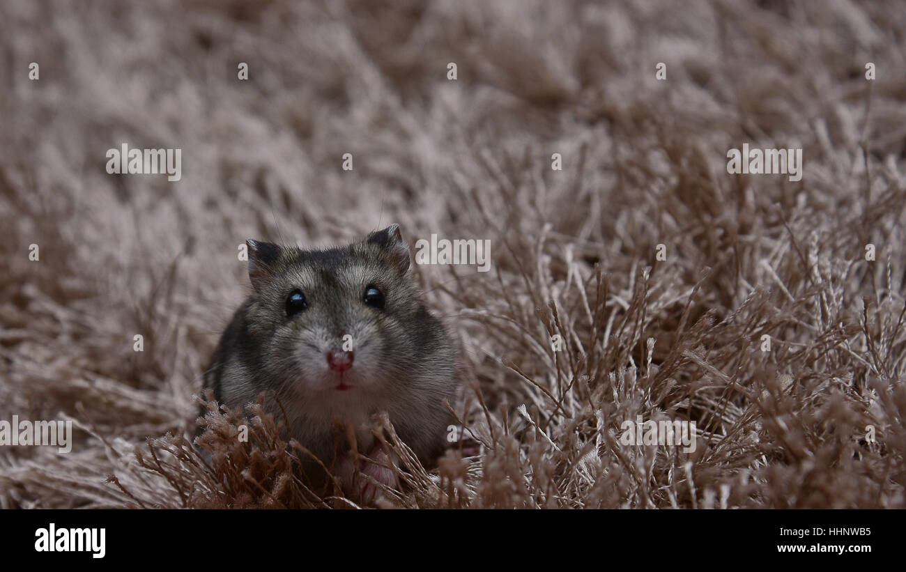 The little mouse sitting on the carpet gray hamster on a carpet Stock ...