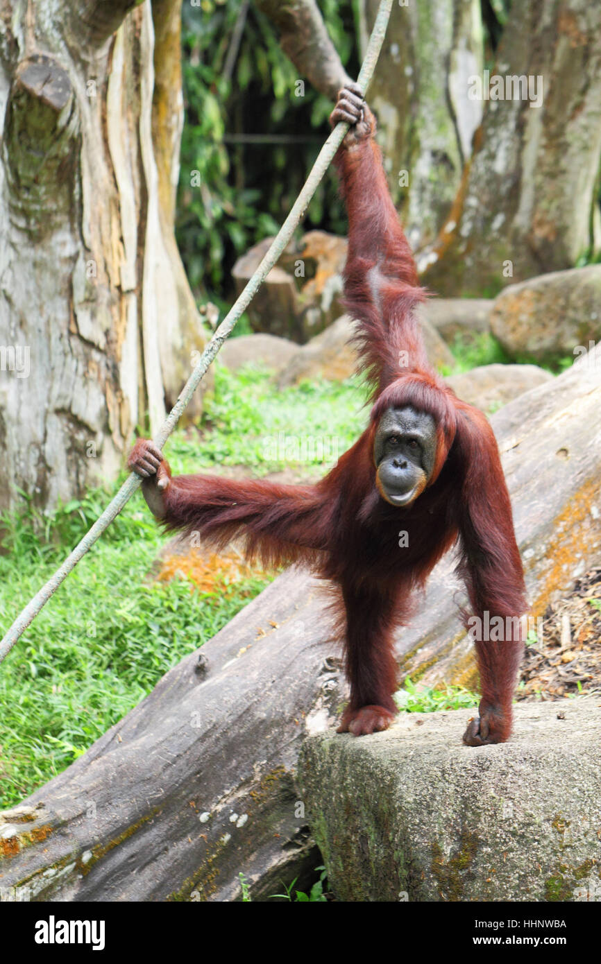 female, animal, mammal, asia, wild, face, sad, monkey, fur, hairy ...