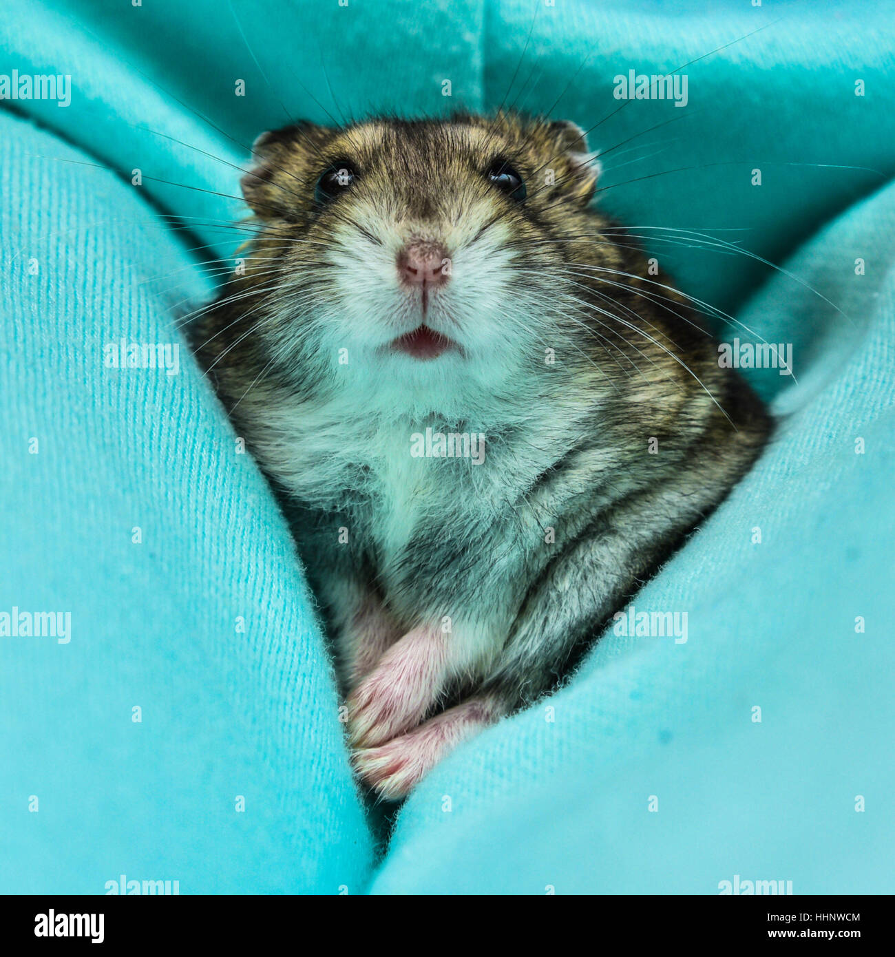 Dwarf Hamster