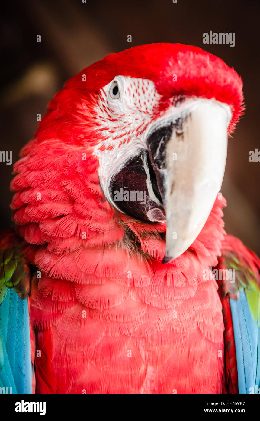 Red Parrot Macaw Stock Photo - Alamy