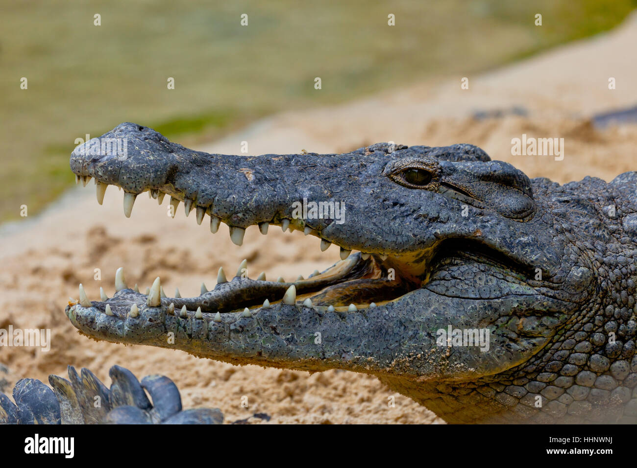 Large scaly plates hi-res stock photography and images - Alamy