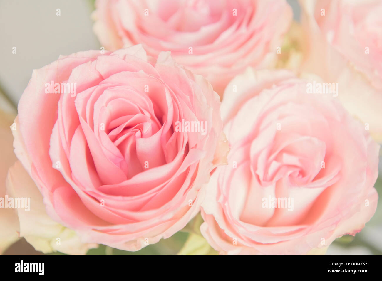 American beauty roses hi-res stock photography and images - Alamy