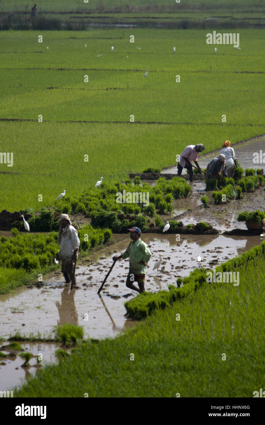 Rice paddies Goa India Stock Photo - Alamy