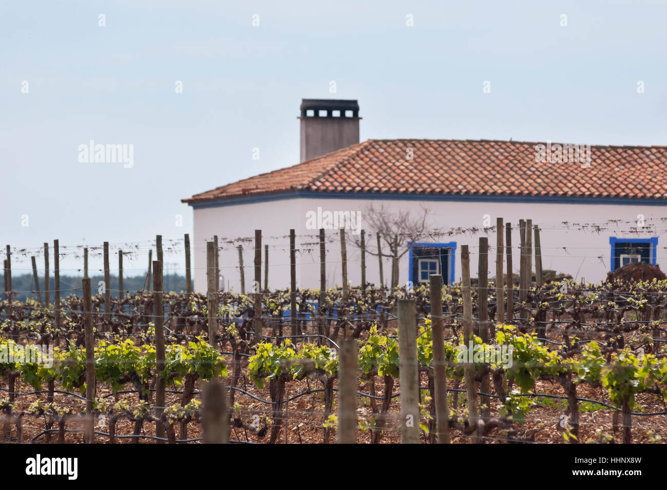 vineyard, spring, bouncing, bounces, hop, skipping, frisks, jumping ...