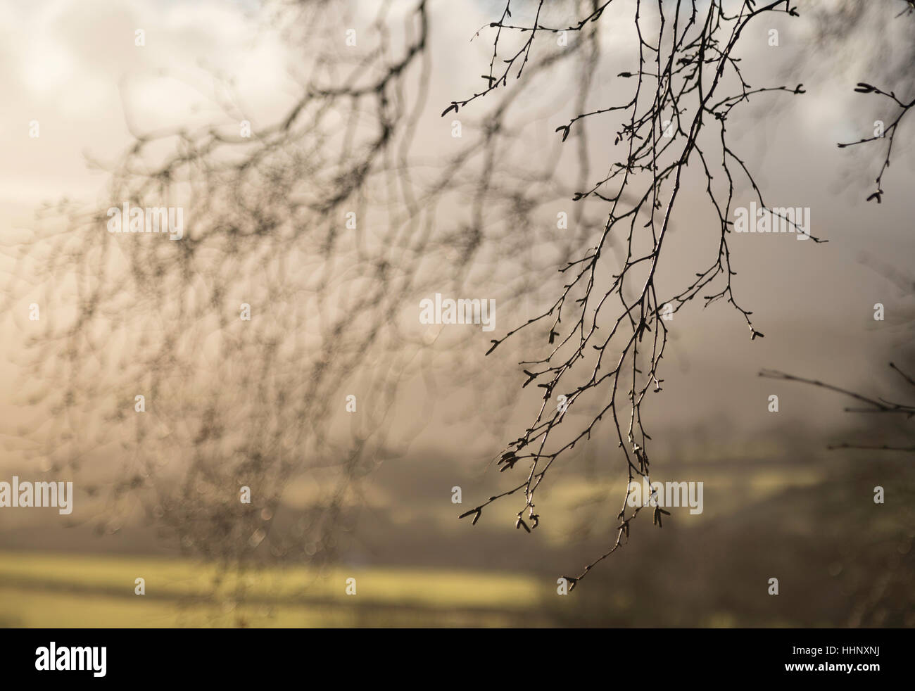 Simple shot of winter birch twigs in bright crisp winter morning light ...