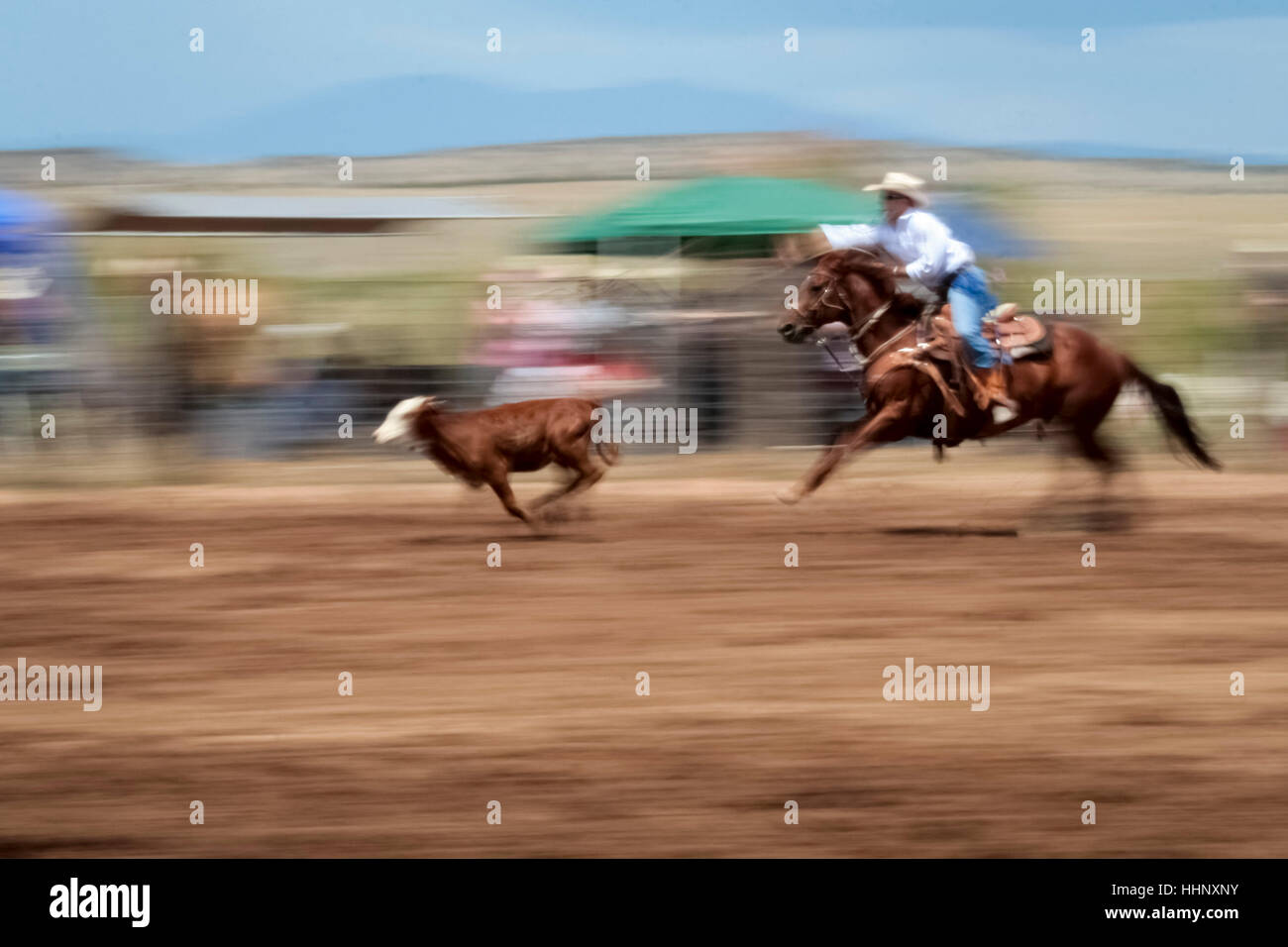 Calf roper rodeo hi-res stock photography and images - Alamy