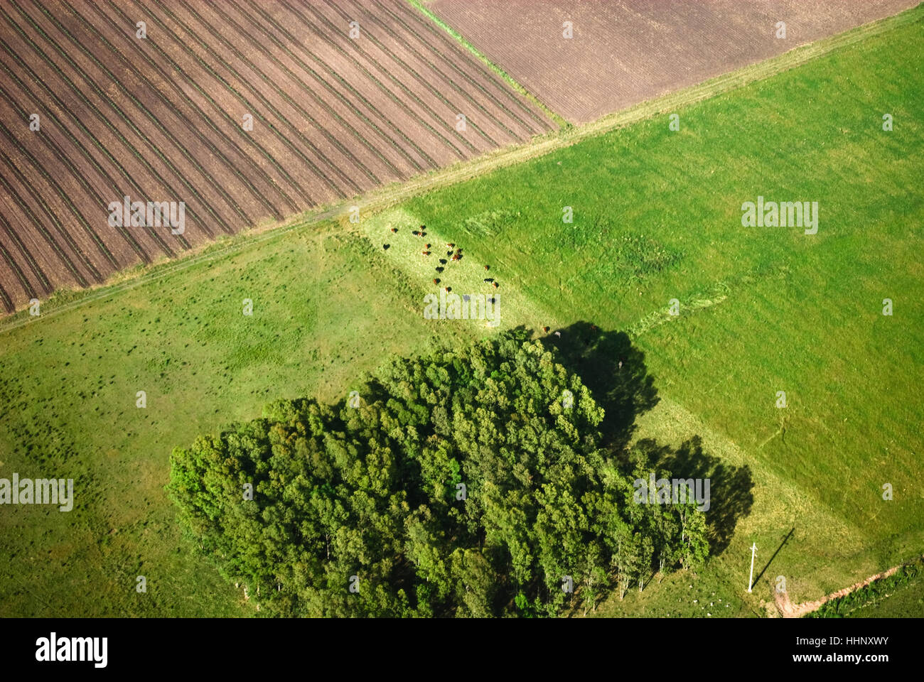 house, building, tree, trees, agriculture, farming, field, human, human ...