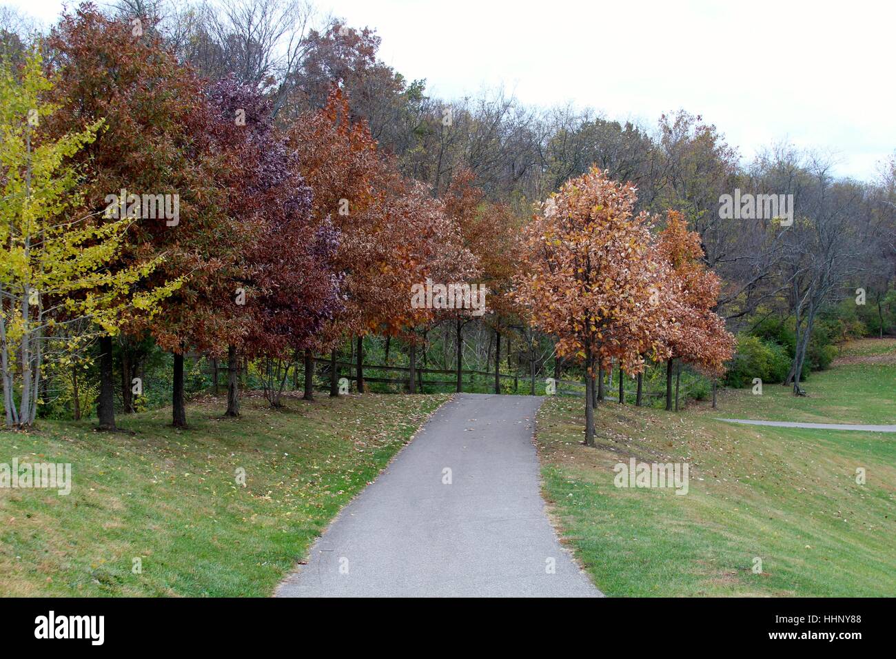 Two rows of autumn trees on the foot path Stock Photo - Alamy