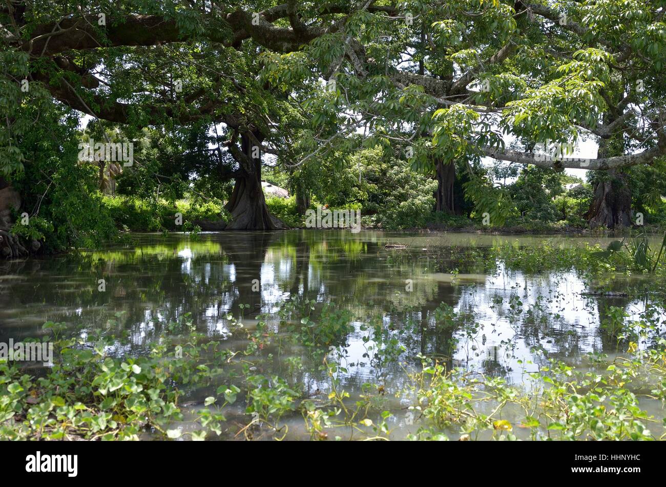 tree, wood, africa, fresh water, pond, water, plantation, lake, inland ...