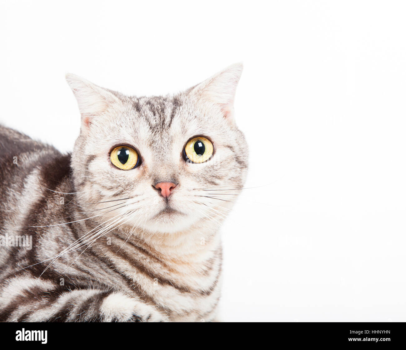 isolated, pet, feline, maddening, pert, coquettish, cute, pussycat, cat ...