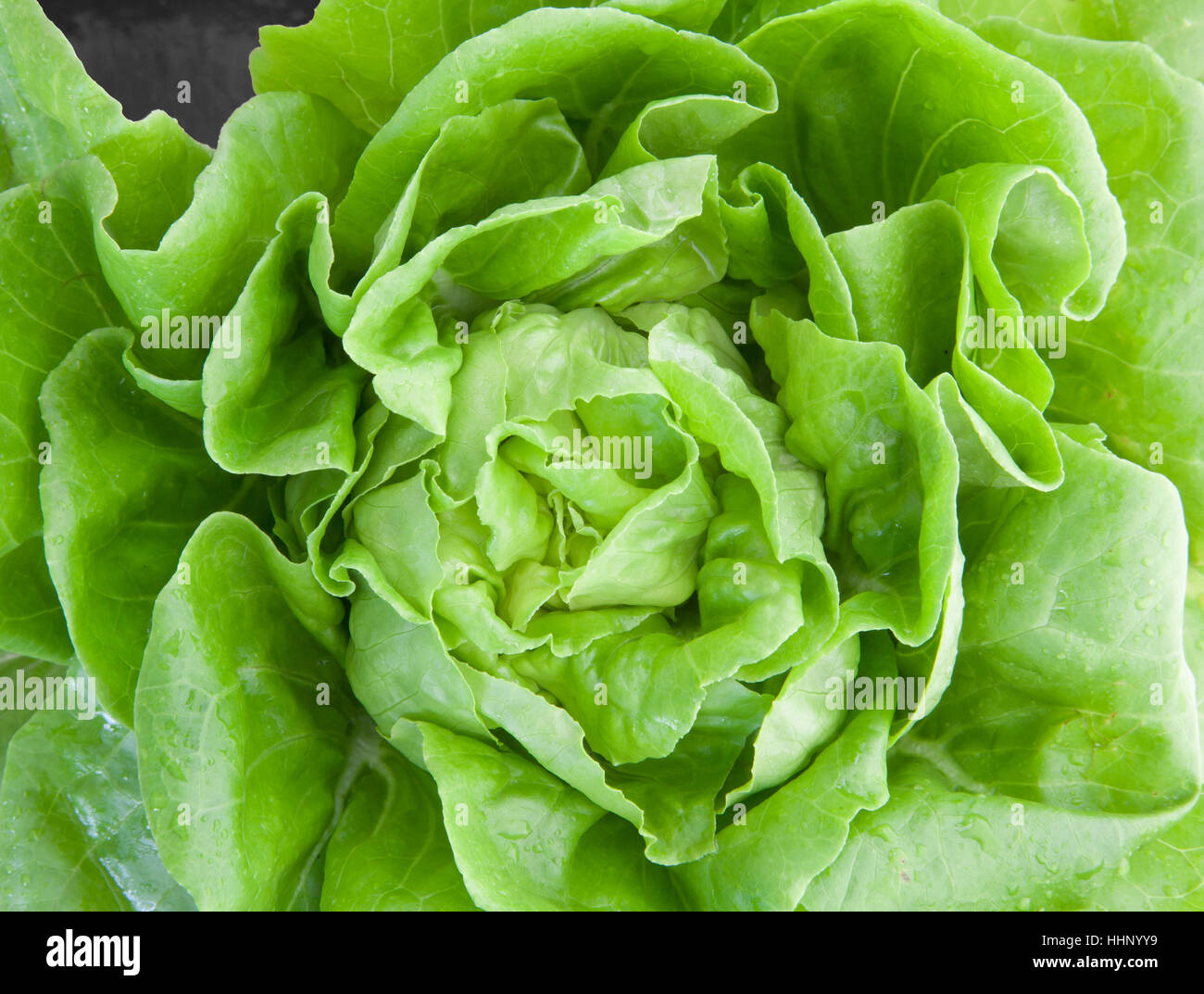 food, aliment, agriculture, farming, oak, vegetable, organic, lawn ...
