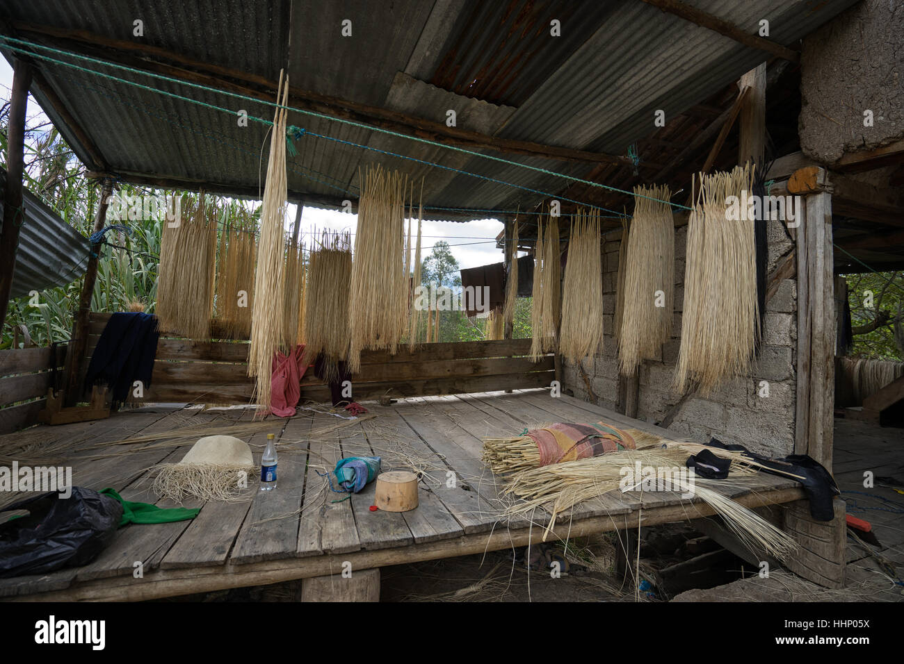 material for weaving Panama hats is being dried outdoors in SIgsig ...