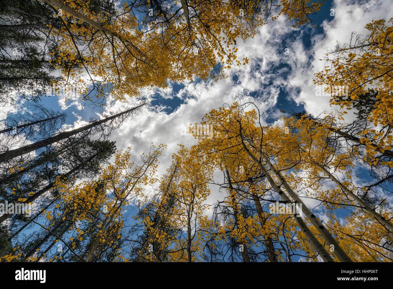 Trees in autumn under cloudy sky Stock Photo - Alamy