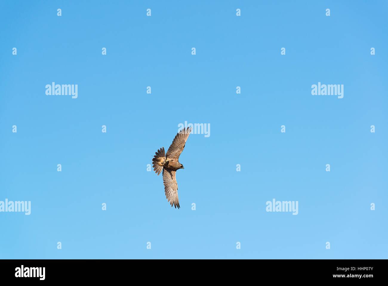 falcon, raptor, birds of prey, predator, eagle, blue, big, large ...