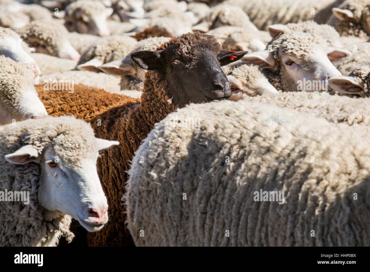 Stand Out In A Crowd Sheep