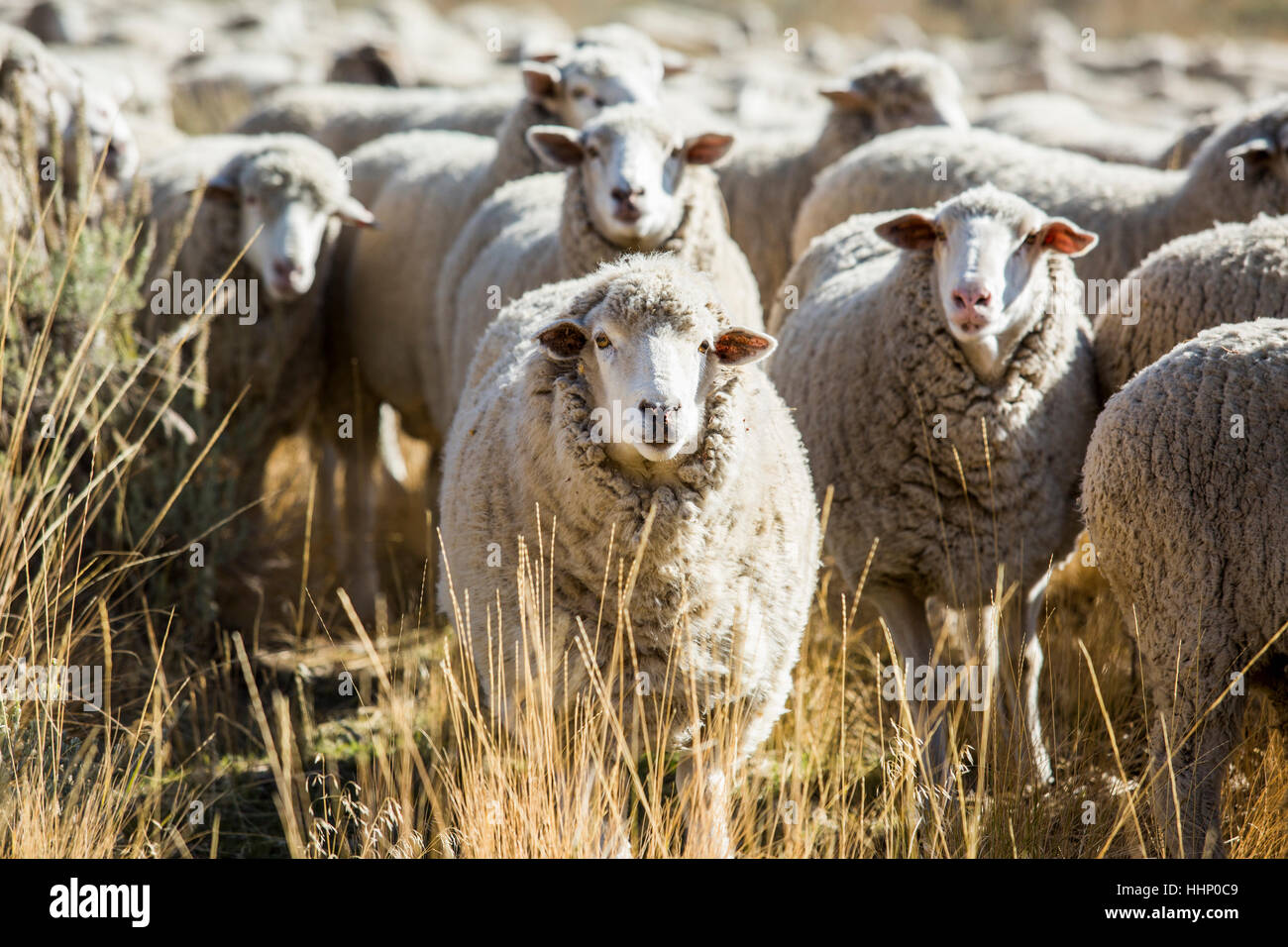 Trailing of sheep hi-res stock photography and images - Alamy