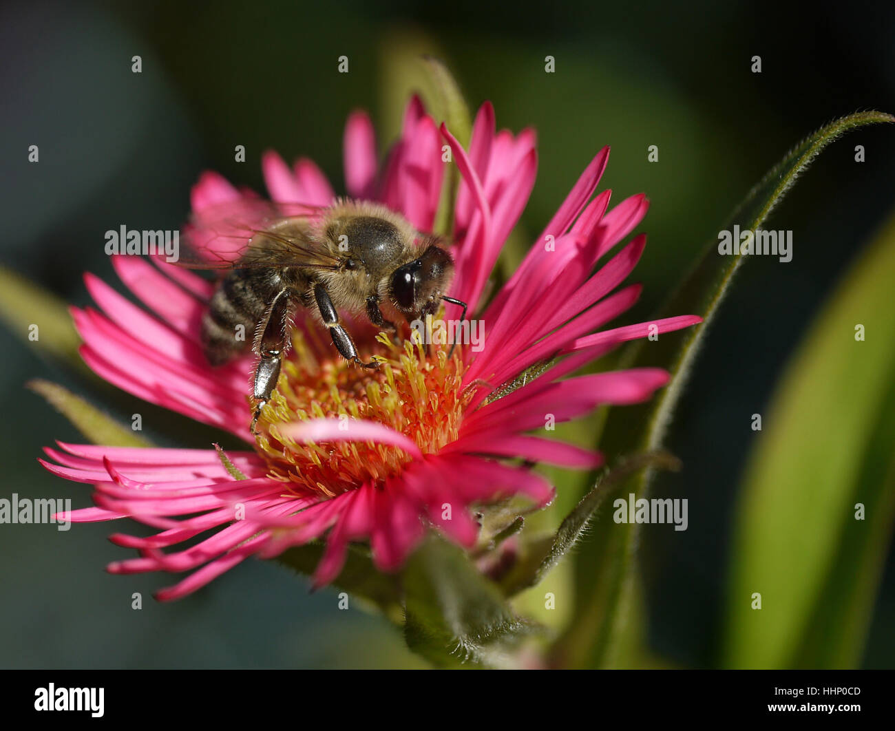 nectar, honey, insect, bee, asters, fall, autumn, pollen, nectar ...
