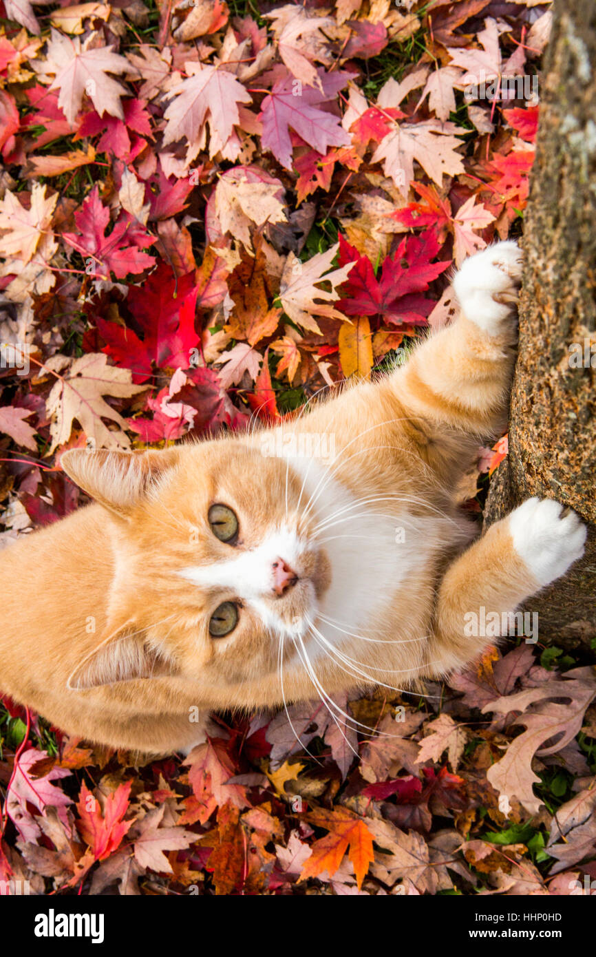 Cat clawing tree in autumn leaves Stock Photo - Alamy