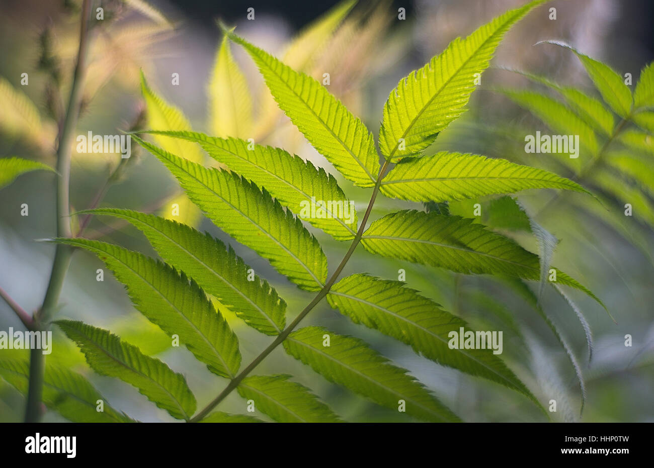 Stem foliage hi-res stock photography and images - Alamy