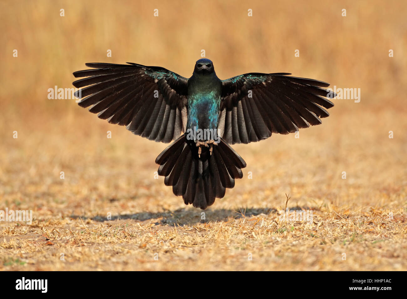 Feathered feet bird hi-res stock photography and images - Alamy