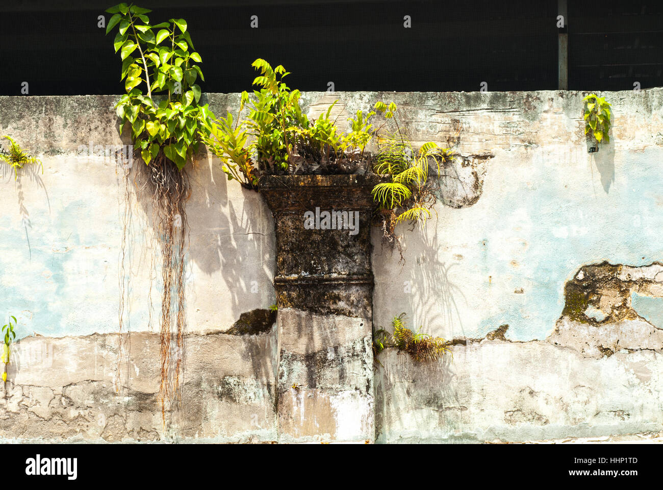Tree growing on wall hi-res stock photography and images - Alamy