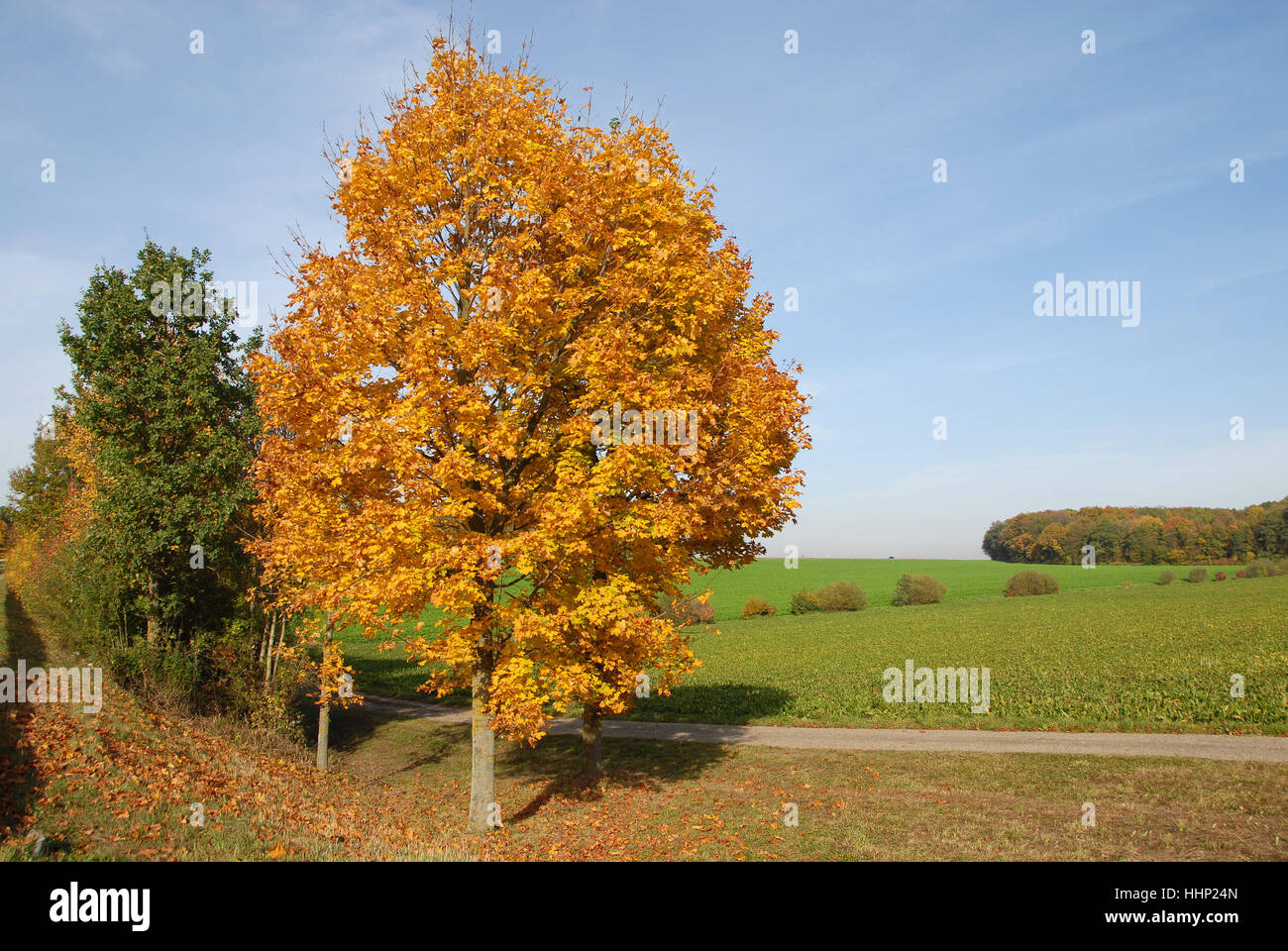 tree, idyll, germany, german federal republic, scenery, countryside ...
