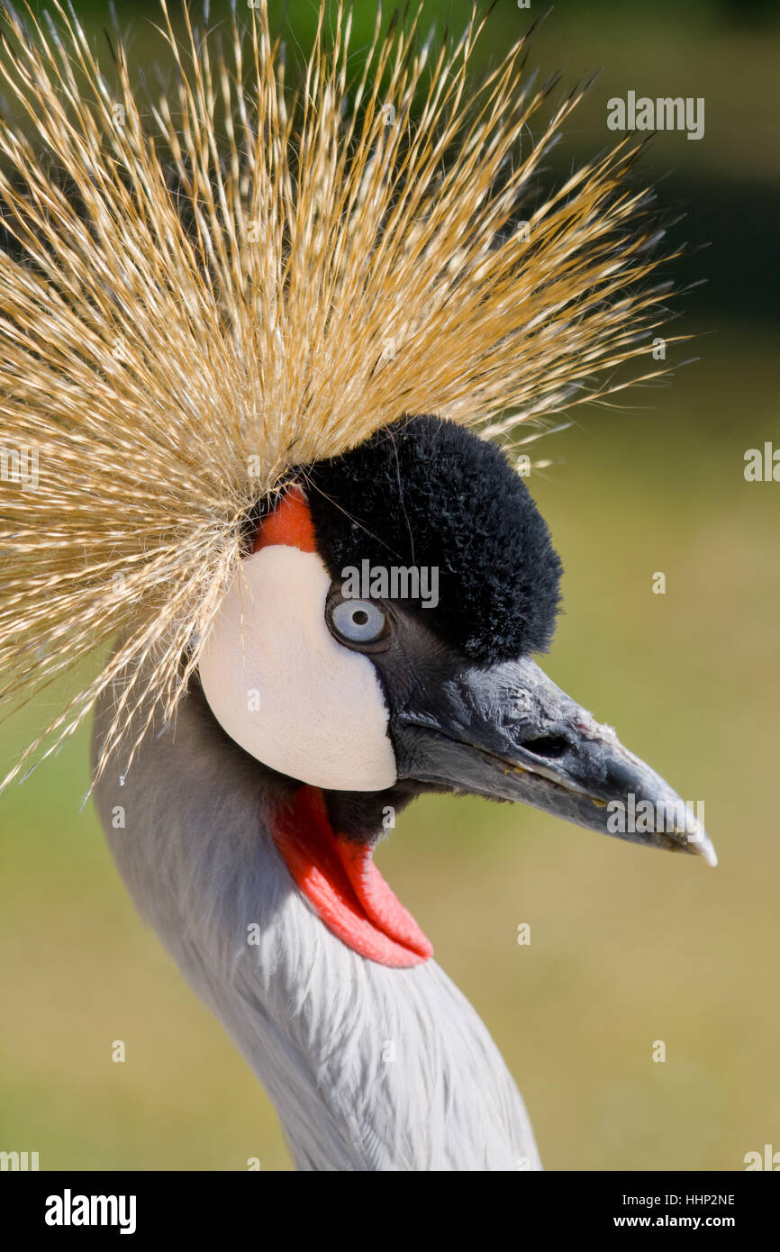 beautiful, beauteously, nice, detail, animal, bird, wild, animals ...