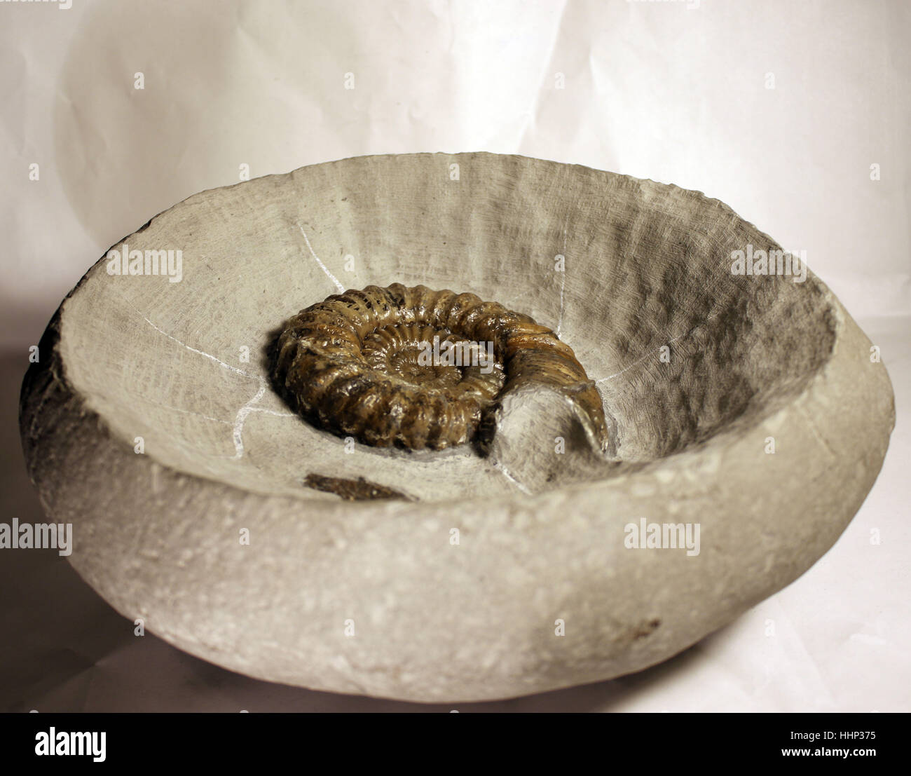 Androgynoceras ammonite fossil prepared from a Green ammonite nodule ...