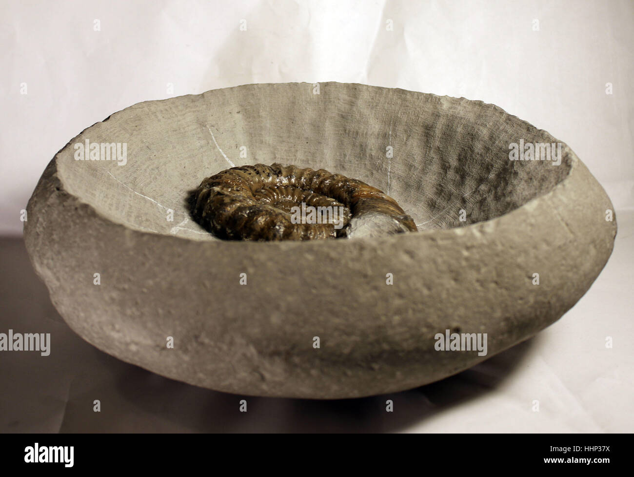 Androgynoceras ammonite fossil prepared from a Green ammonite nodule ...