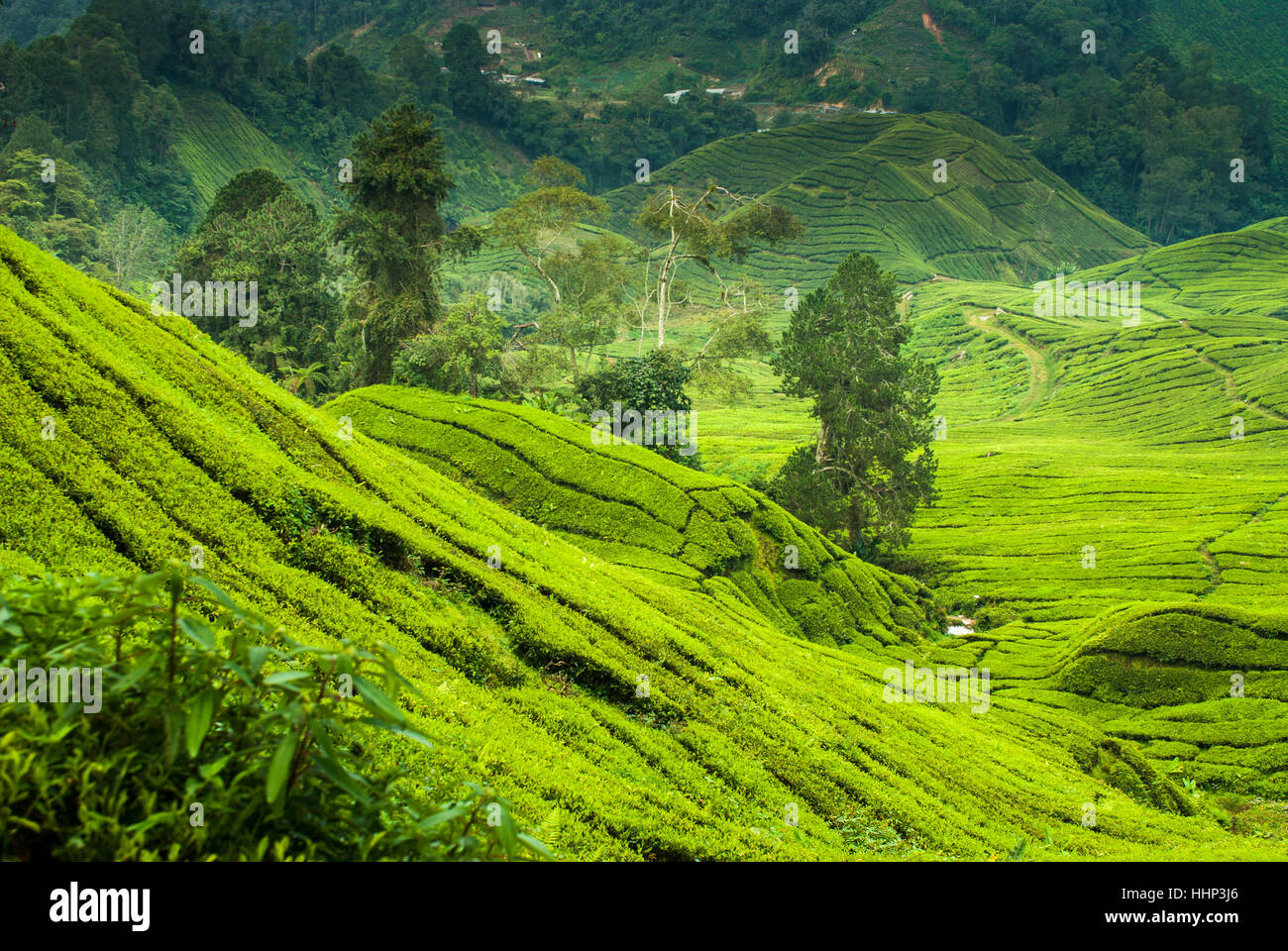 Tea plantations in the cameron highlands Stock Photo - Alamy